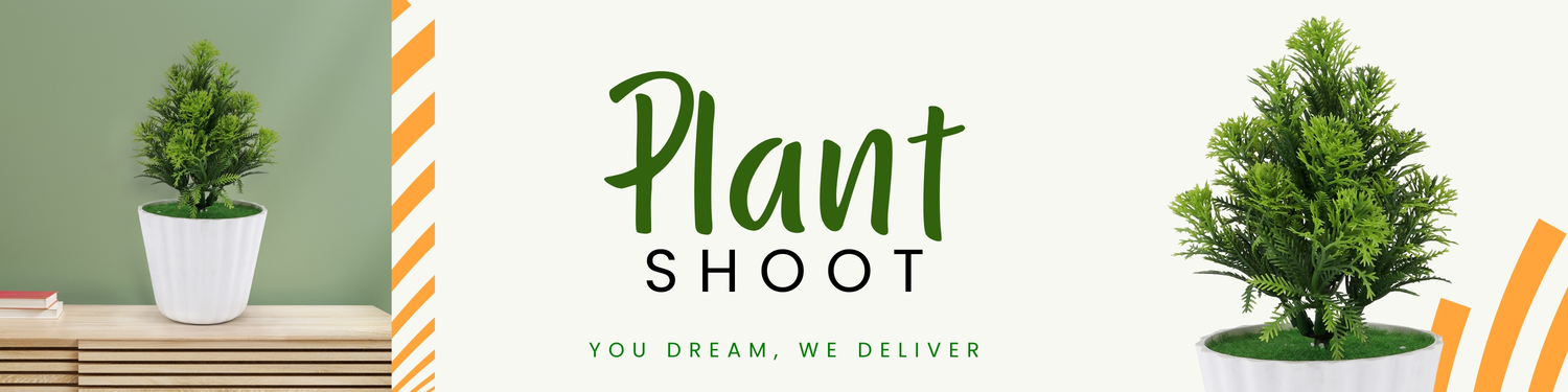 Home / Product / Home Decor & Lighting / Plants